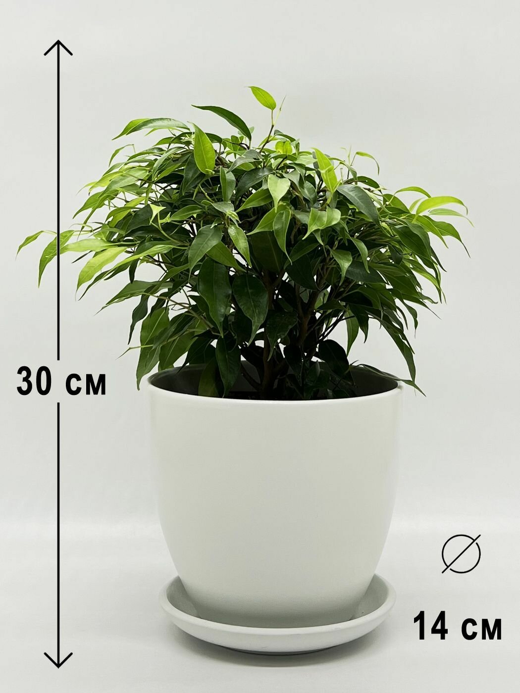 Фикус Бенджамина Наташа в керамическом сером горшке с поддоном, высота 25-35см