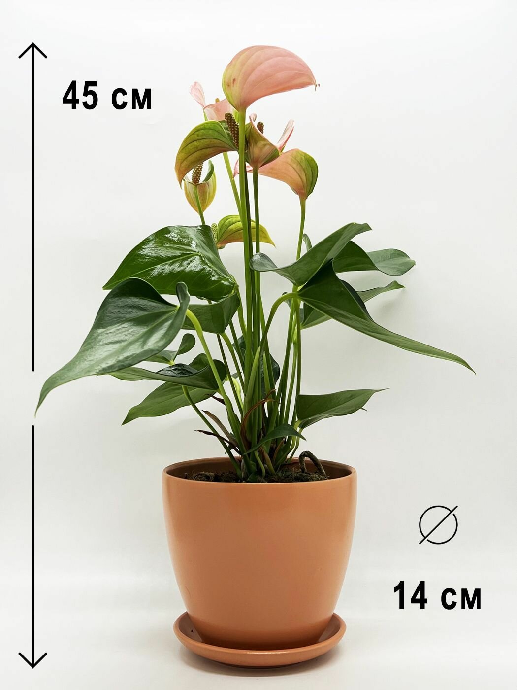 Антуриум Джоли персиковый в керамическом персиковом горшке с поддоном, высота композиции 35-45см