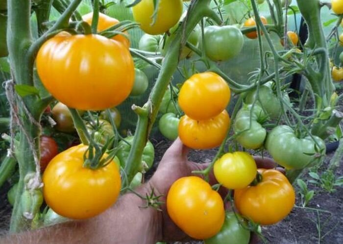 Семена Томат Азоюшка 10 шт.