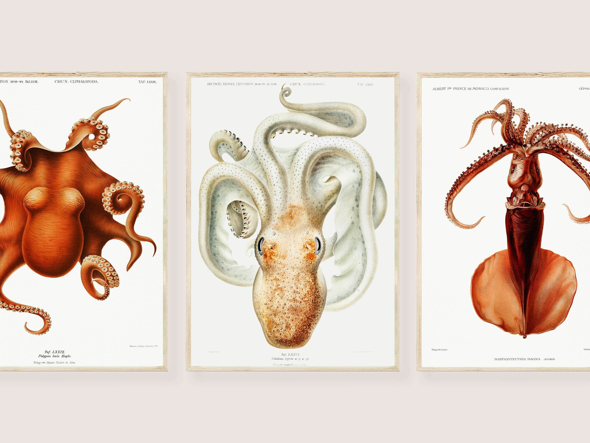 Набор интерьерных постеров Осьминоги 3 шт размер A3 без рамы. Винтажная серия - иллюстрации "Морской Мир"
