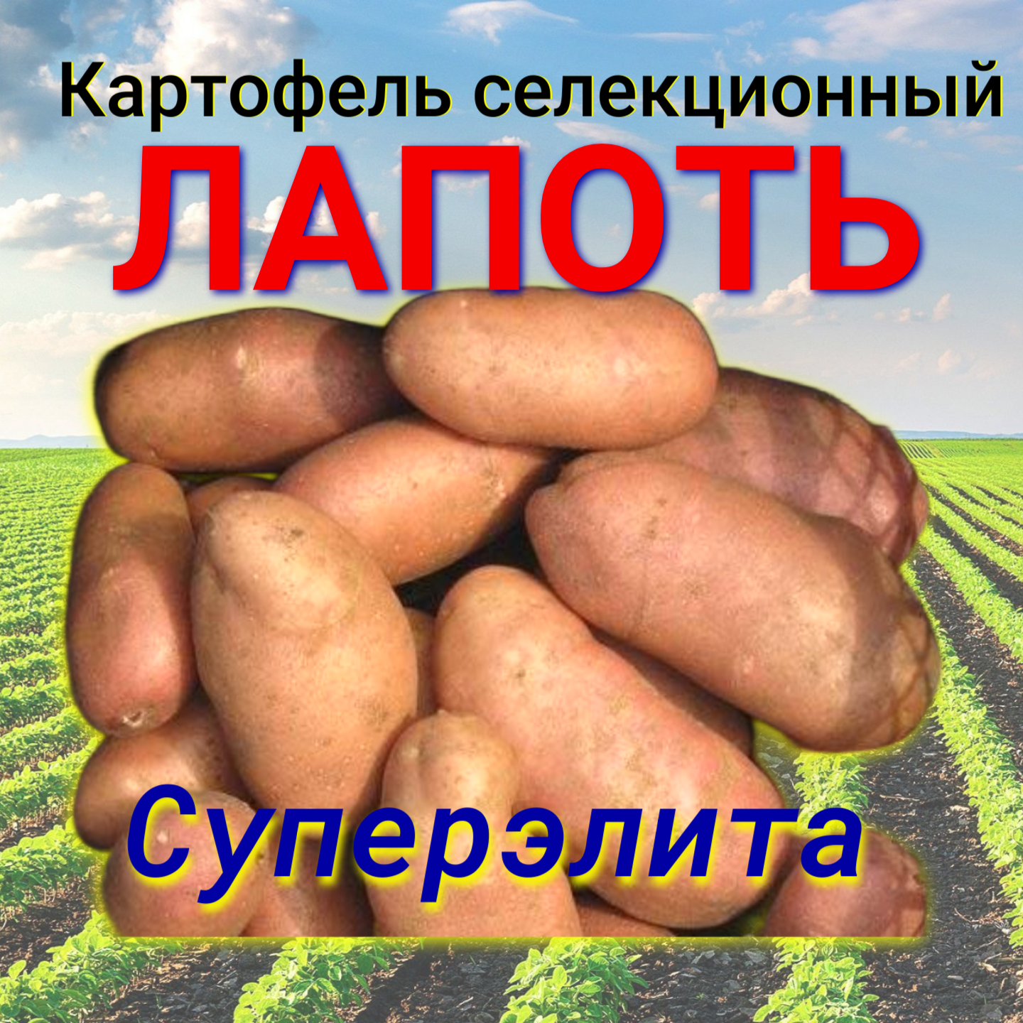 Семенной картофель клубни на посадку сорт лапоть среднеранний 1 кг