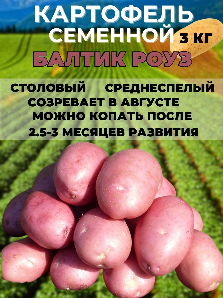 Картофель семенной, на посадку