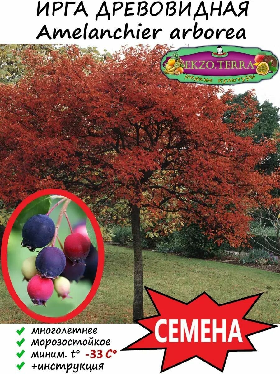 Семена Ирга Древовидная "Amelanchier arborea" 5 шт.