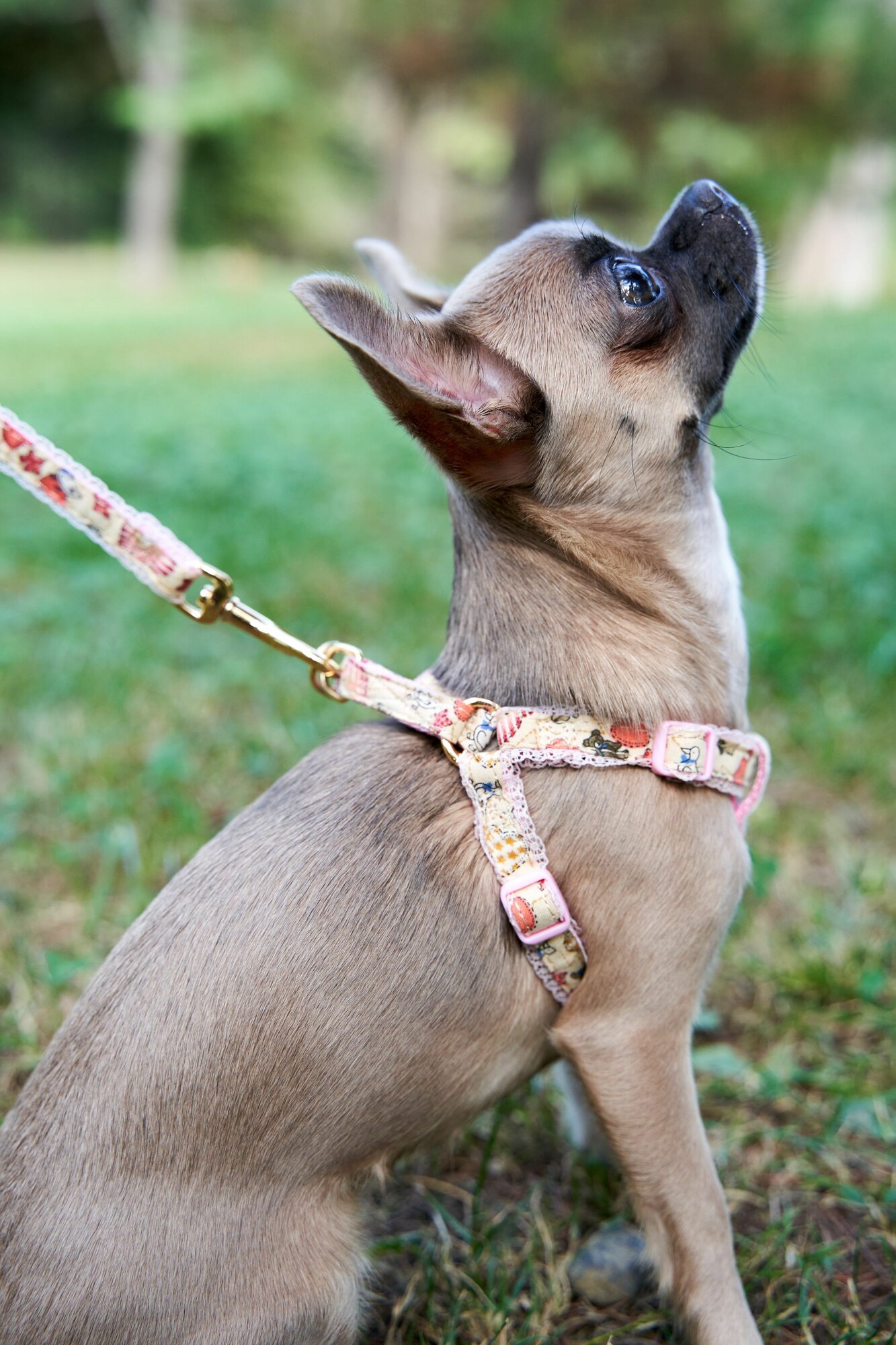 Шлейка Japan Premium Pet буржуа для собак до 10 кг, розовая, Размер 2S