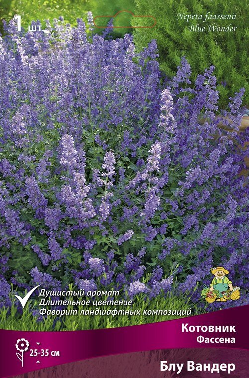 Котовник Фассена Блу Вандер 1 шт.