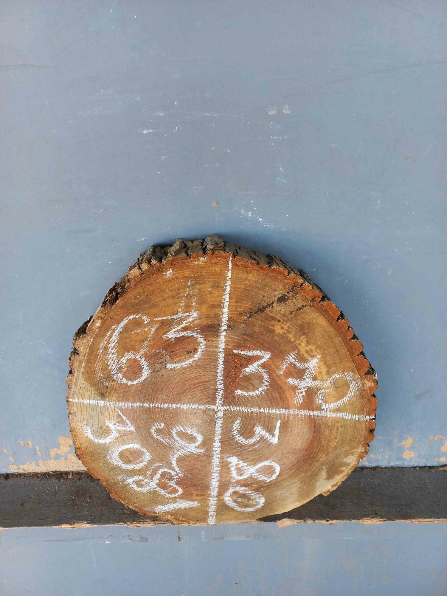 Спил торцевой доклес №3081 ясень, для столешниц и подоконников