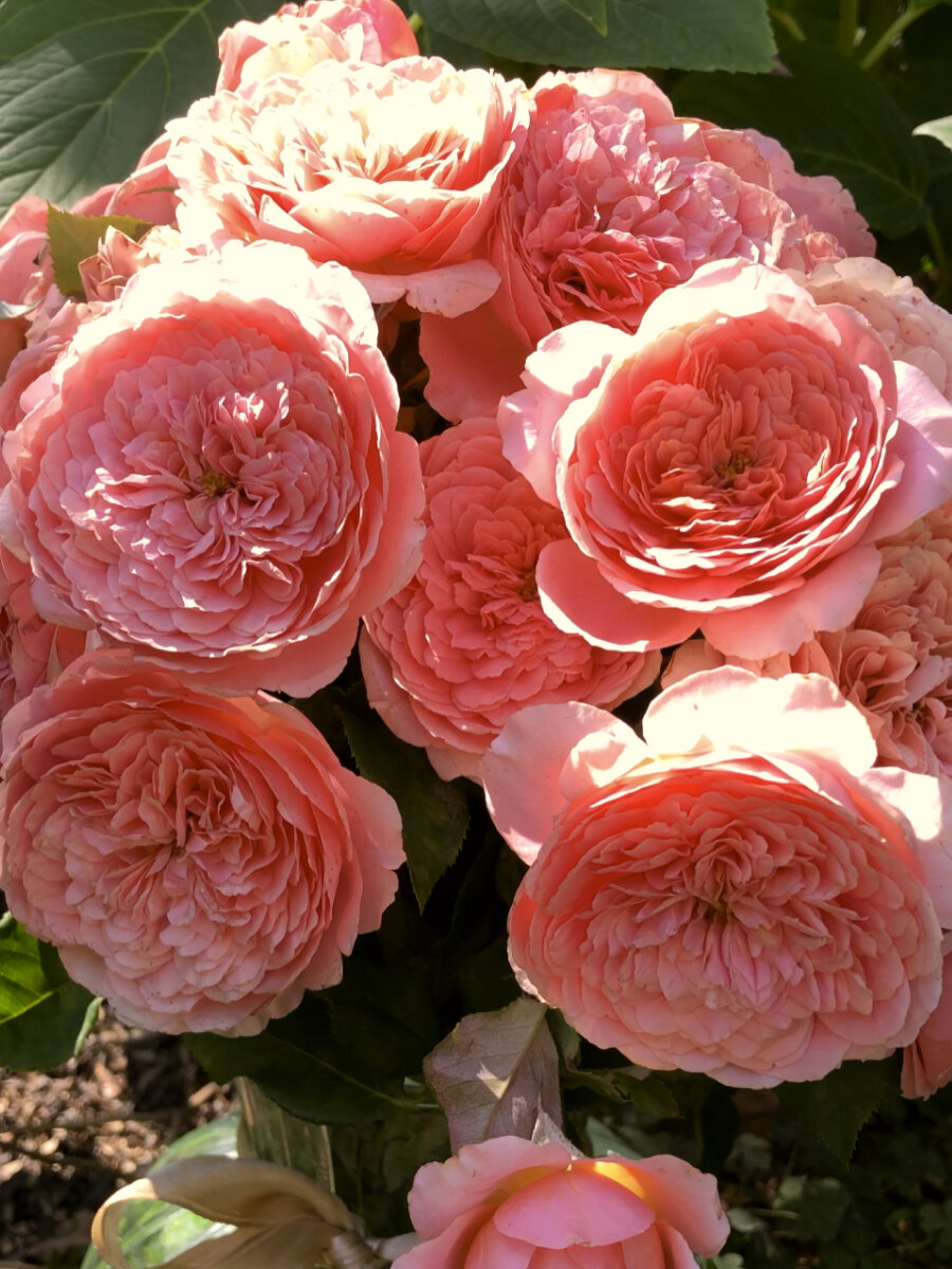 Роза чайно-гибридная Квинси Джонс (Quincy Jones) 2 шт / розы