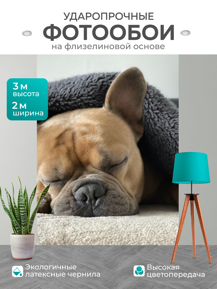 Фотообои моющиеся ударопрочные "Французский бульдог, собака, животное" 200x300 см. флизелиновые на стену