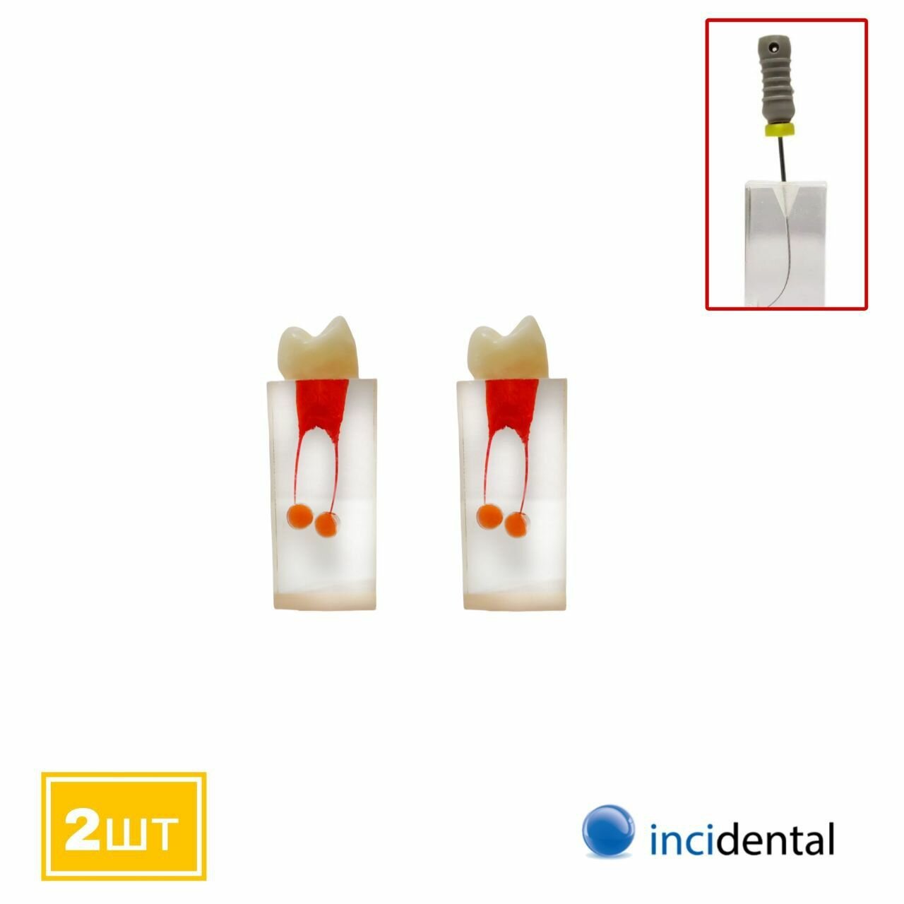 Эндоблок Incidental Дентальный канал с коронковой частью, ( 2 шт премоляр, два канала окрашен, в области апекса ) N5/21 Прозрачные блоки для обучения и закрепления эндодонтических навыков .