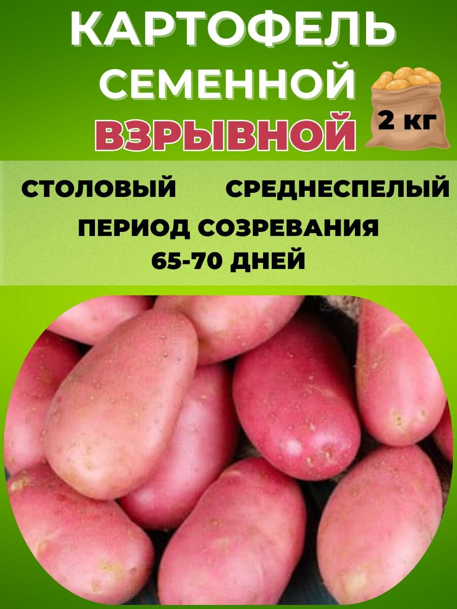 Картофель семенной Взрывной, клубни для посадки
