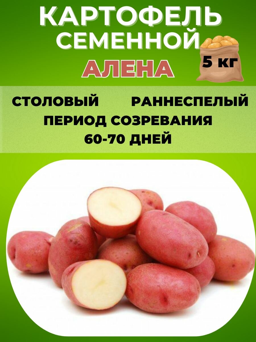 Картофель семенной, клубни на посадку 5кг