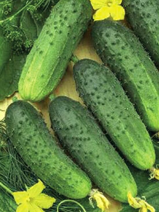 Семена Огурец F1 Емеля 10 шт.