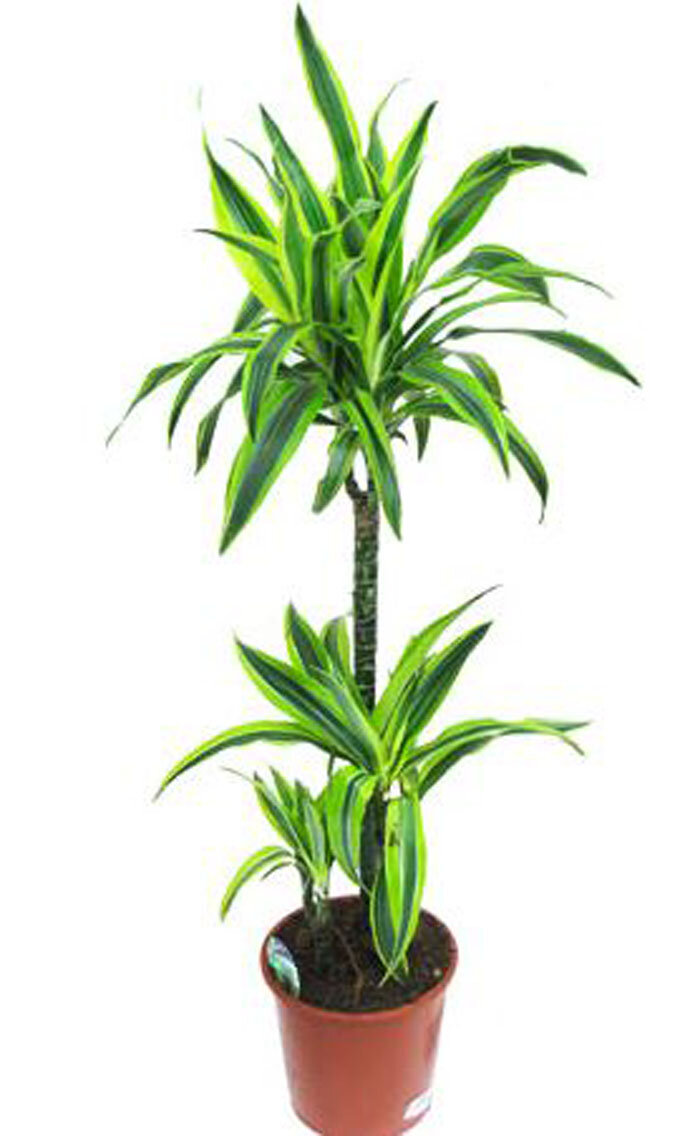 Драцена Лемон Лайм- Dracaena fr. Lemon Lime D30 H120