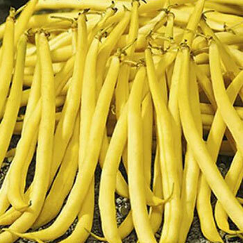 Семена фасоли Золушка (овощная) 20 шт.