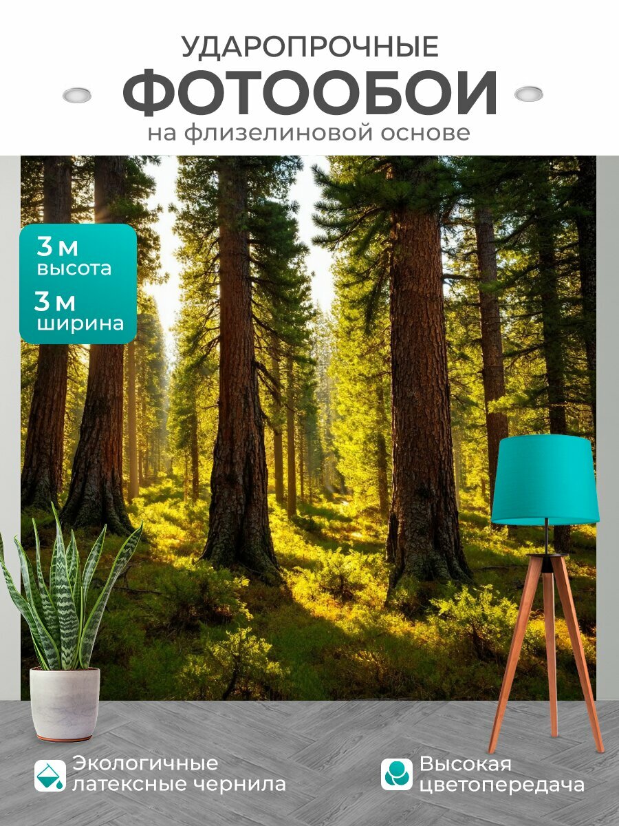Фотообои моющиеся ударопрочные "Фотообои лес в стиле текстуры, сосновый лес с высокими соснами, текстуры коры и иголок, мягкий аромат хвои, солнечные" 300x300 см. флизелиновые на стену