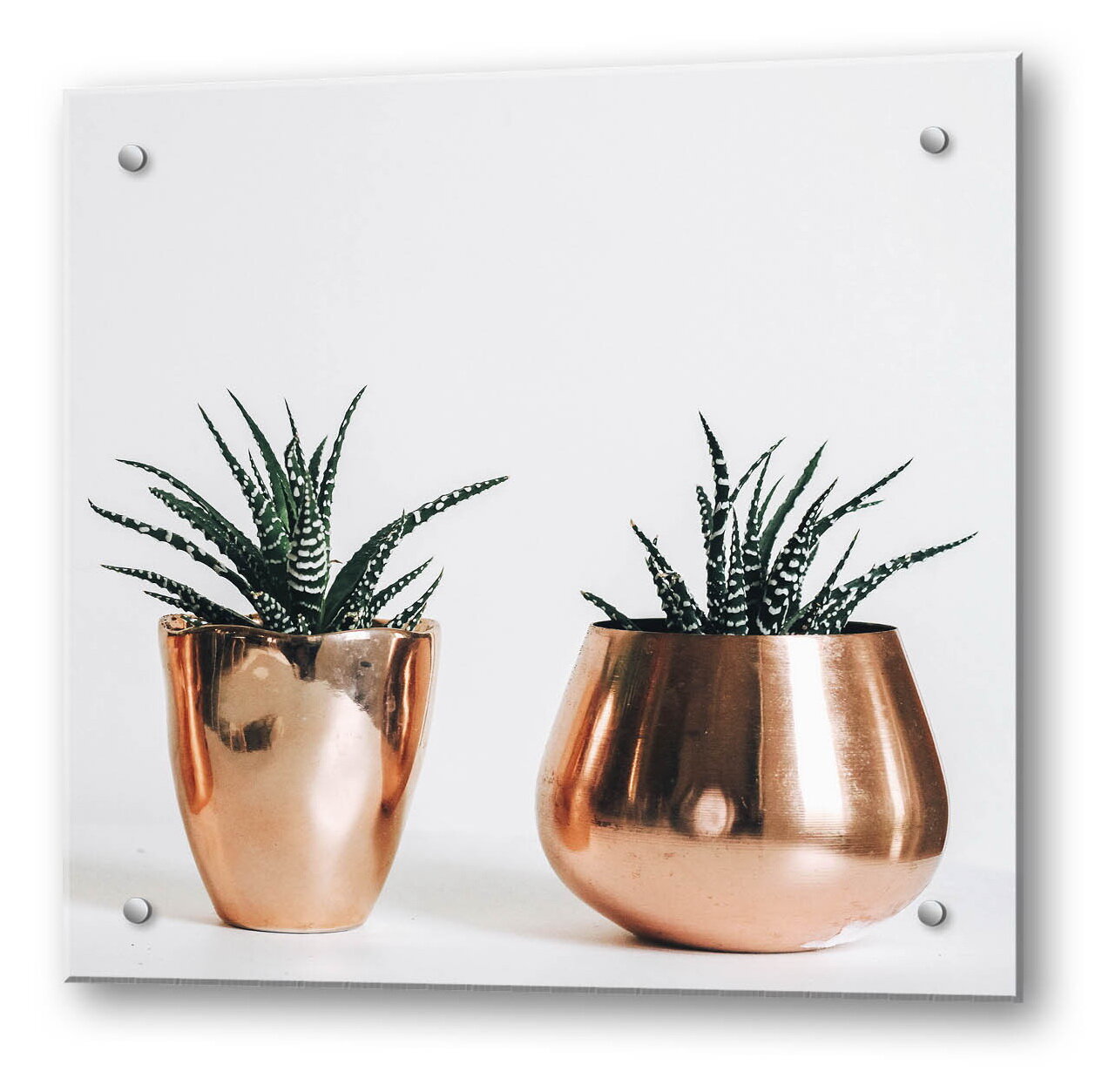 Кухонный экран из закаленного стекла "алоэ" - (600х600х4 мм)