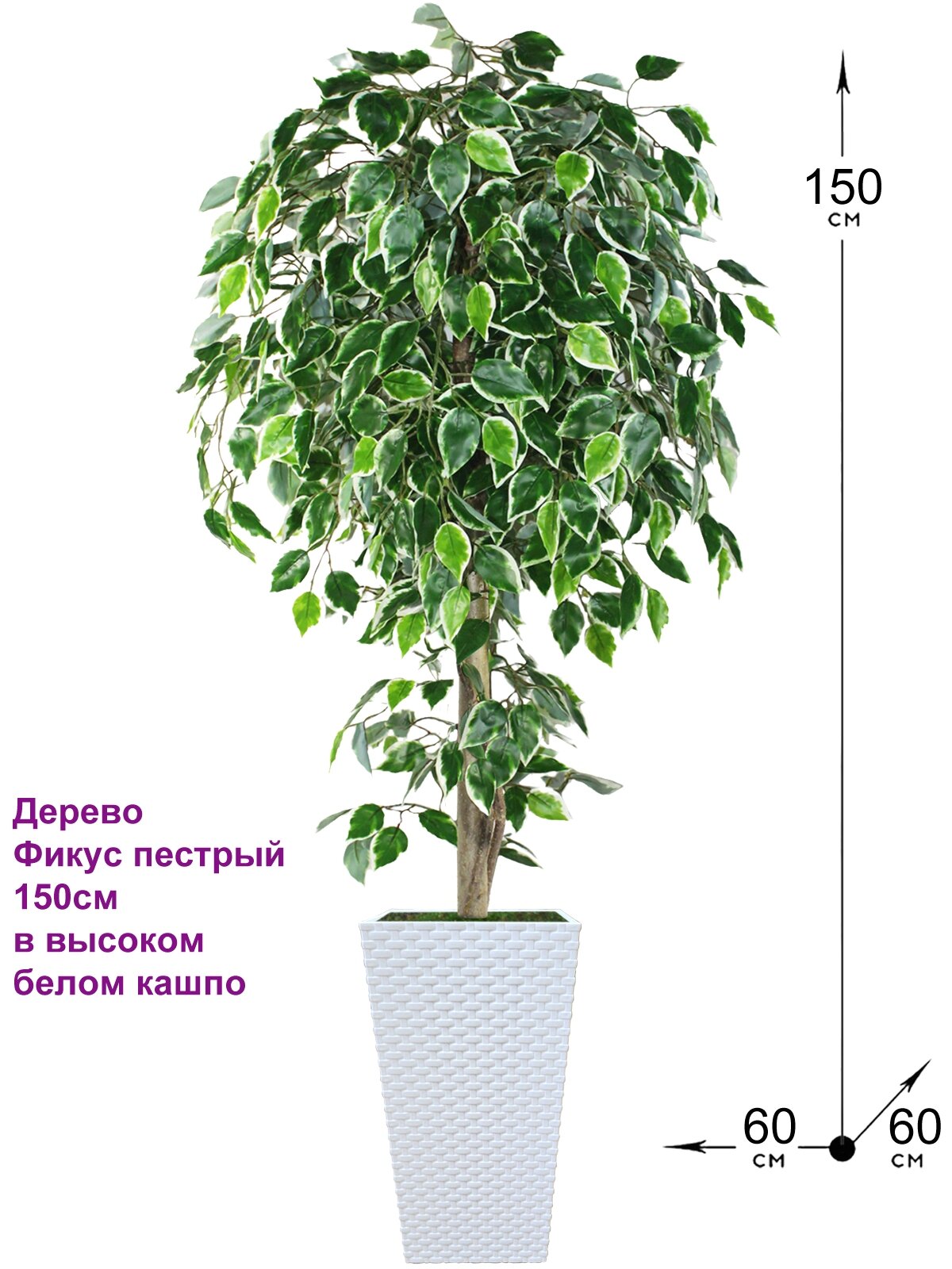 Искусственное дерево Фикус Пестролистный 150см в высоком белом кашпо 41см от ФитоПарк, домашнее дерево фикус