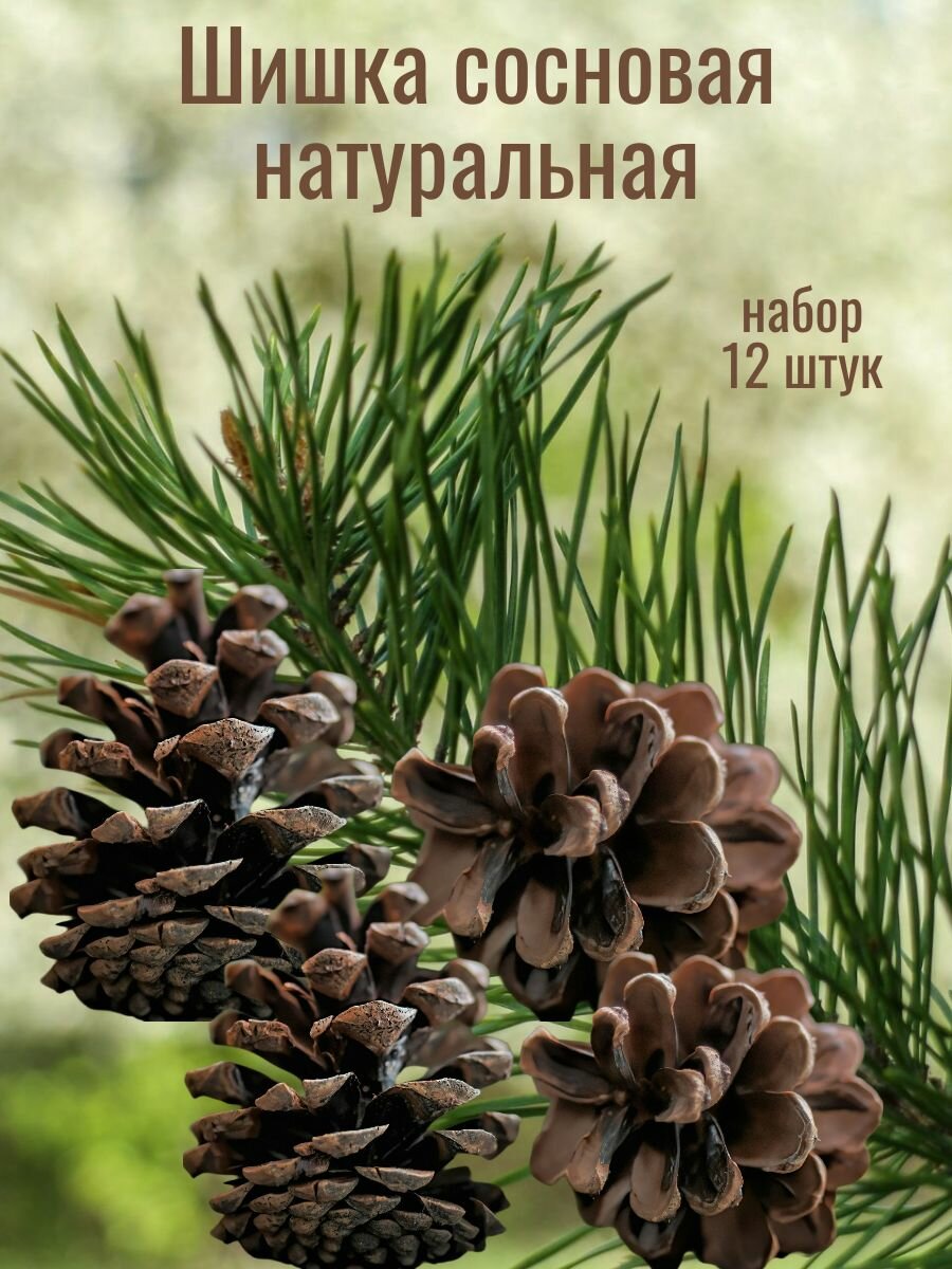 Шишка сосновая, натуральная, интерьерная, новогодняя, ручная работа