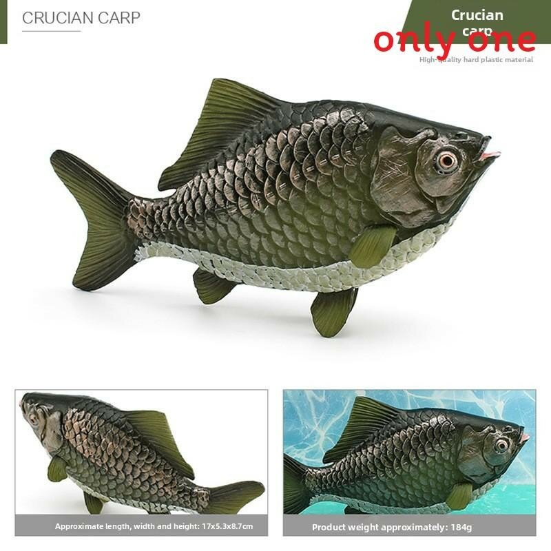Marine fish model pvc perch and crucian carp realistic aquarium decor for kids educational toy style c