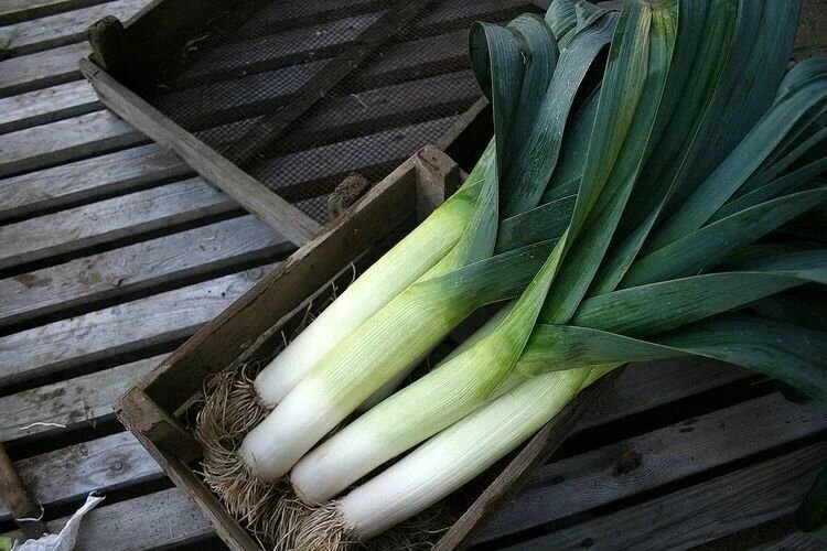 Коллекционные семена лука порей Американский флаг