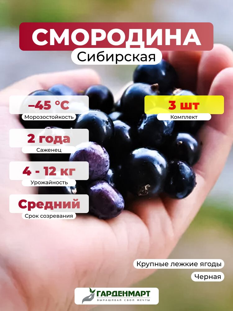 Саженец Смородина черная Сибирская, комплект 3 шт.