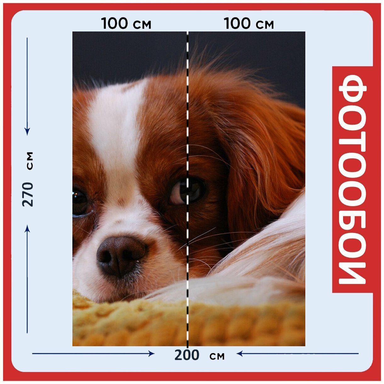 Фотообои "Кавалер кинг чарльз спаниель, спаниель, собака" 200x270 см. флизелиновыена стену