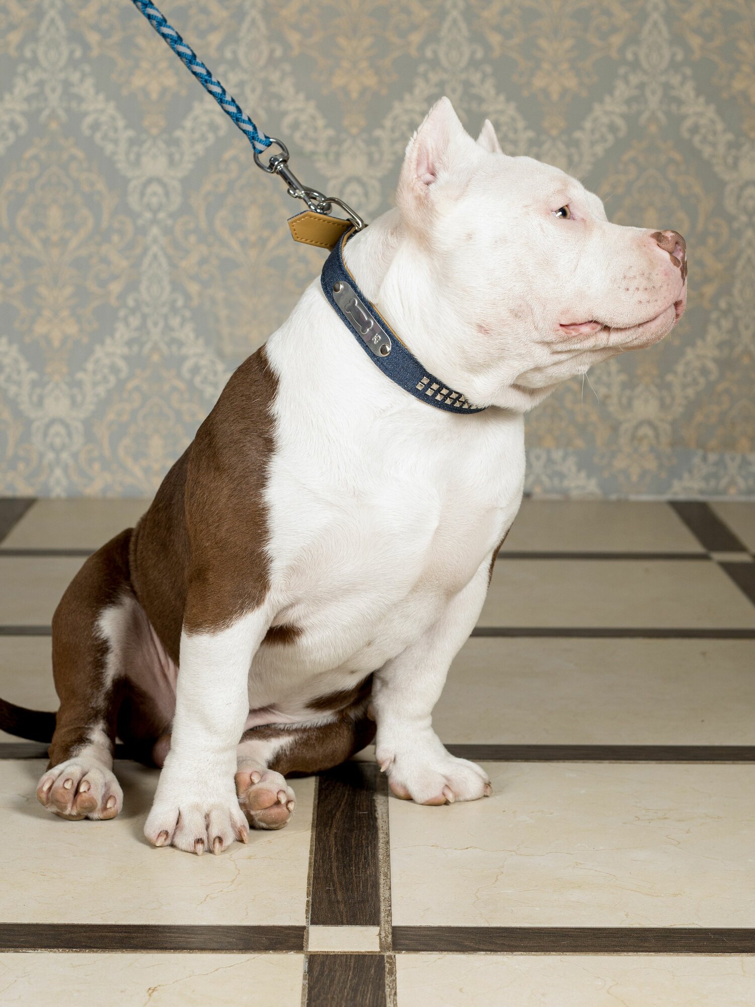 Ошейник для собак Japan Premium Pet джинсовый в стиле байкерского Глэм-Рока, размер L