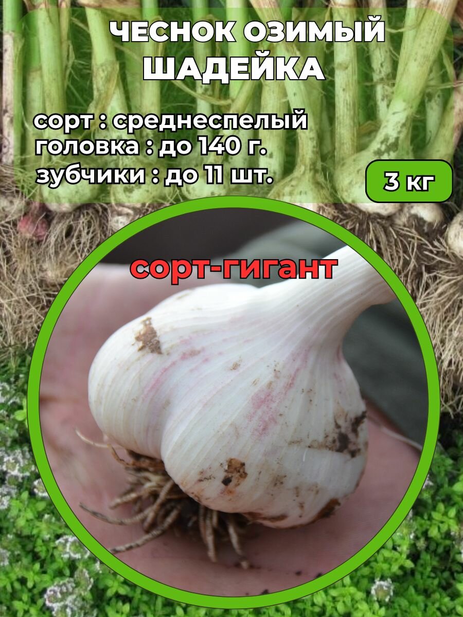 Чеснок озимый на посадку Шадейка 3 кг