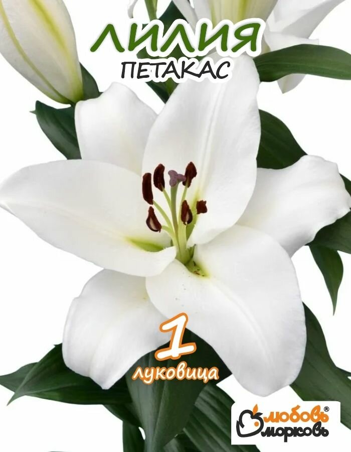 Луковичные цветы лилия, Петакас, 1 шт