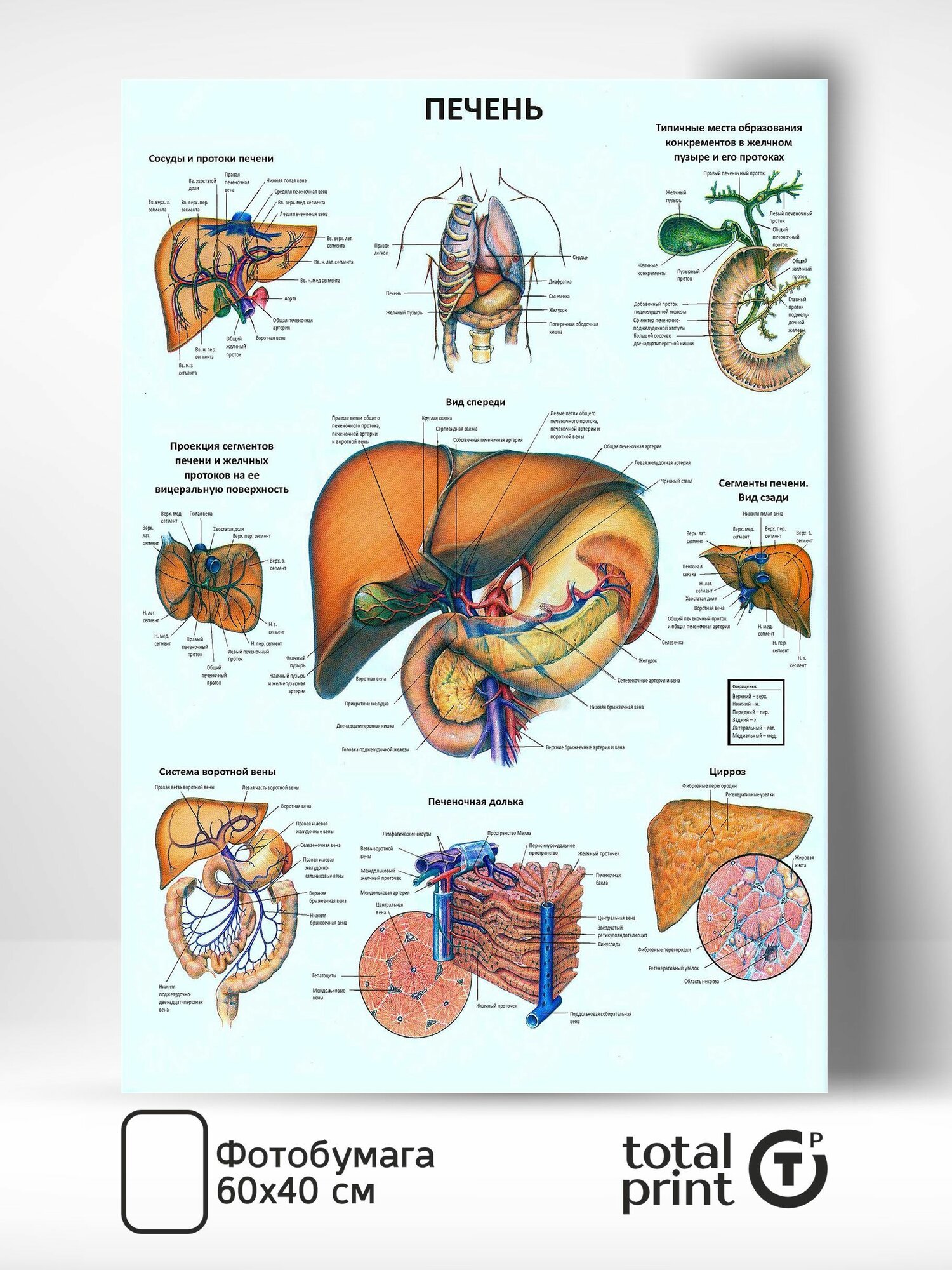 Постер на медицинскую тематику, 60х40см, Печень, TotalPrint
