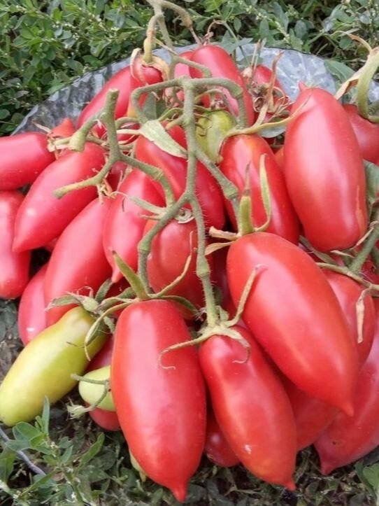 "Пурпурная свеча", семена томата 10 шт. Коллекционный сорт.