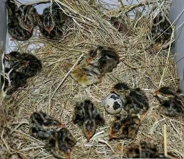 Сено для перепелок , для гнезд, мульча, удобрение, подстилка 1 кг