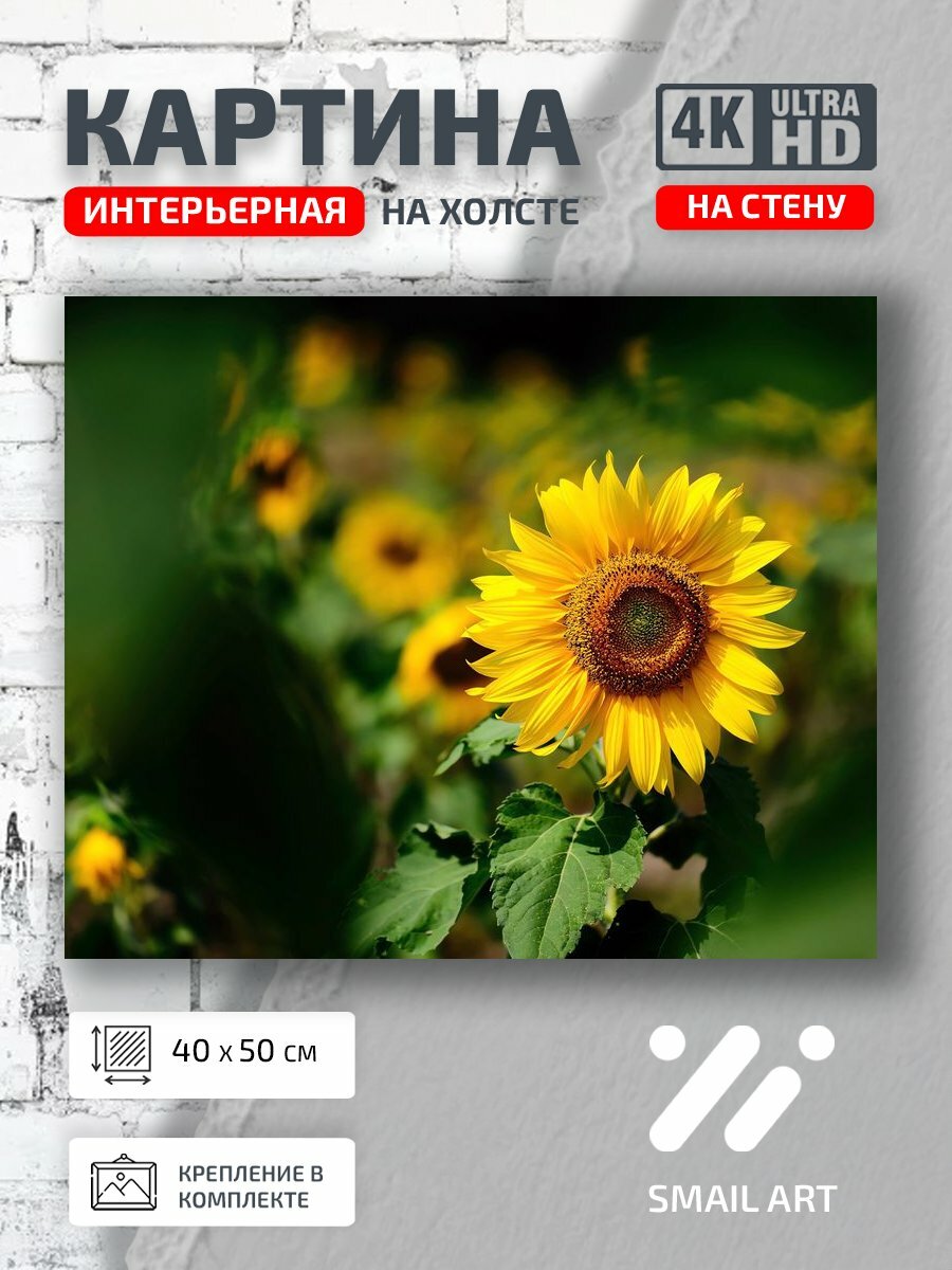 Картина на холсте интерьерная 40 на 50 на стену Подсолнух Landscape для гостиной пейзаж