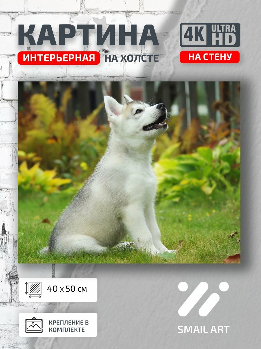 Картина на холсте интерьерная 40 на 50 на стену Собака Animal для кафе animal style декор
