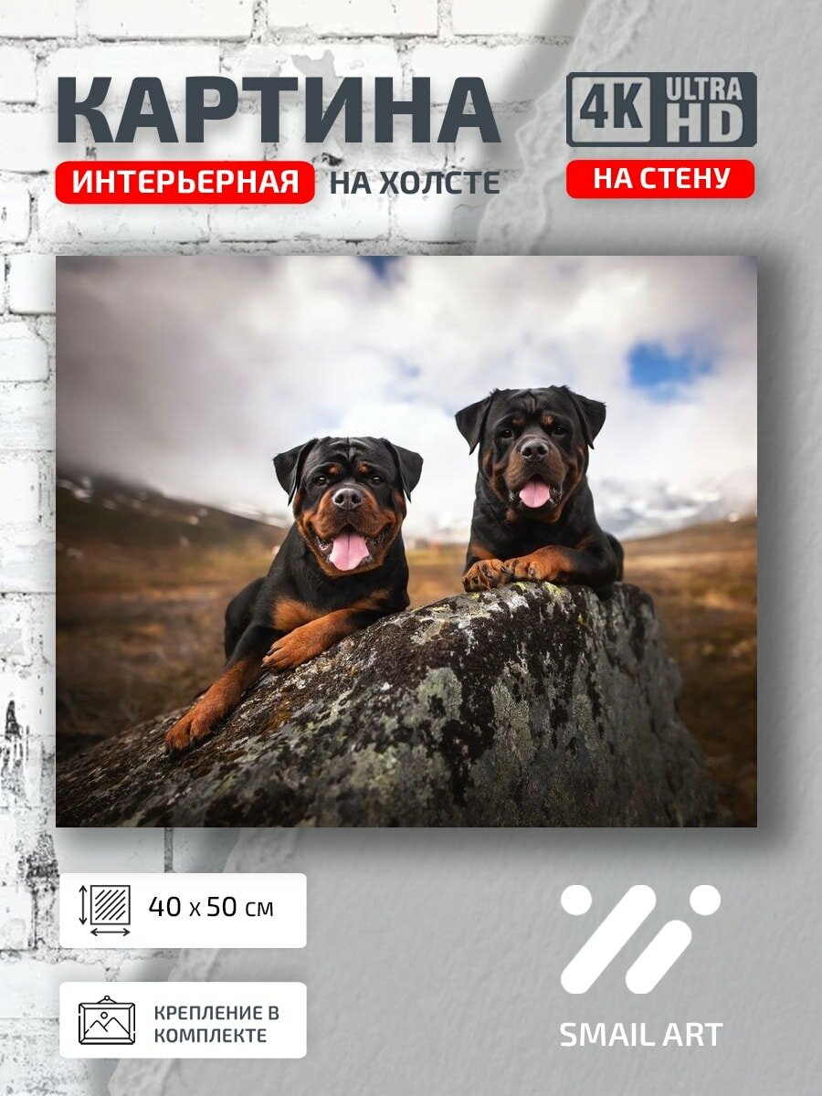 Картина на холсте интерьерная 40 на 50 на стену Животные ротвейлер для спальни атмосфера