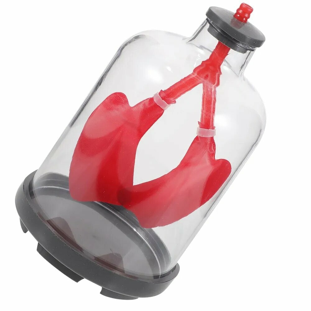 Физиологическая модель лёгких с движущейся диафрагмой красного цвета для учебных целей