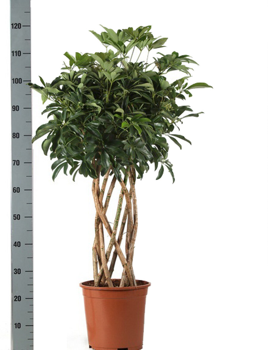 Шеффлера Компакта цилиндр - Schefflera Compacta D25 H120
