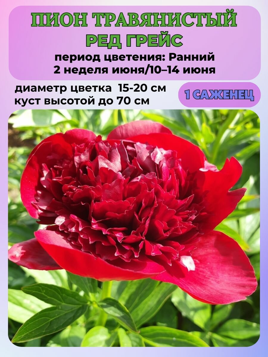 Пион травянистый Ред Грейс, корень 1 штука