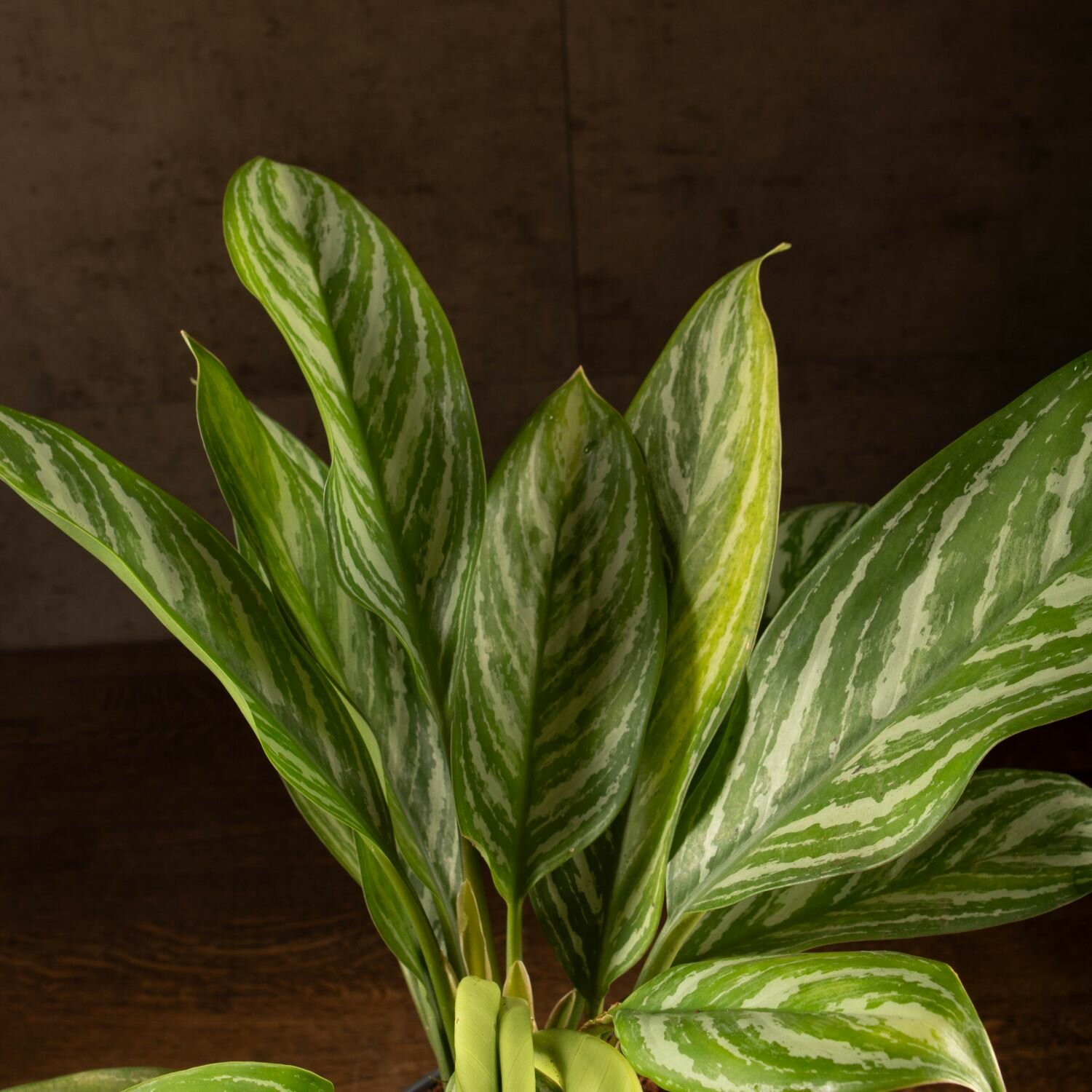 Комнатное растение в горшке LuxuryPlants " Аглаонема Страйпс 55/17 " — фото 1