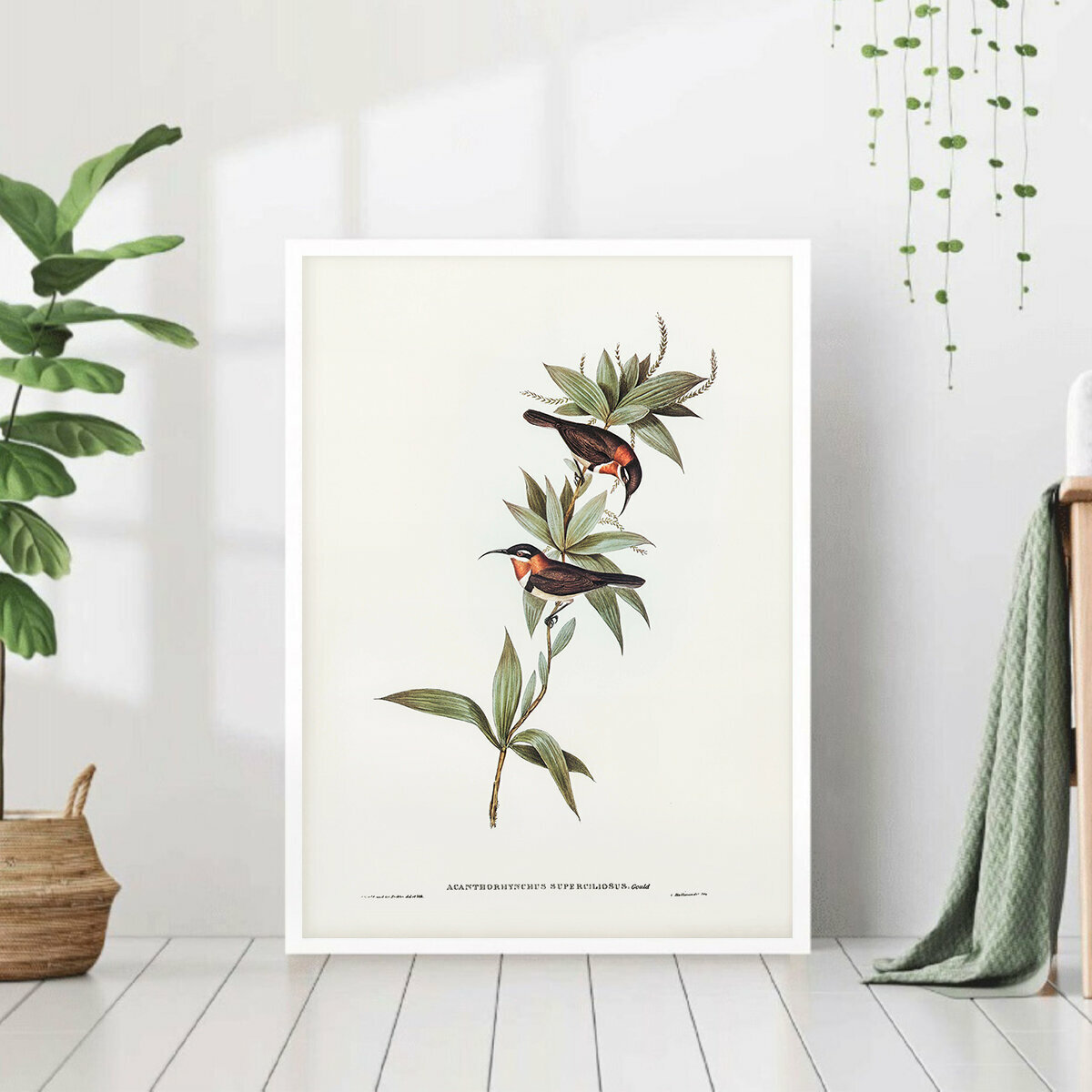 Постер "Ветка с птицами ретро иллюстрация" в белой рамке 50x70 см для интерьера на стену