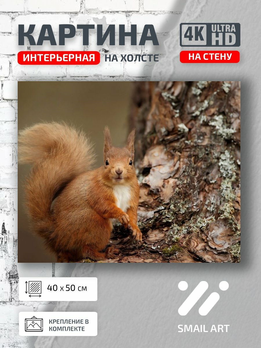 Картина на холсте интерьерная 40 на 50 на стену Белочка Mood для офиса атмосфера интерьер