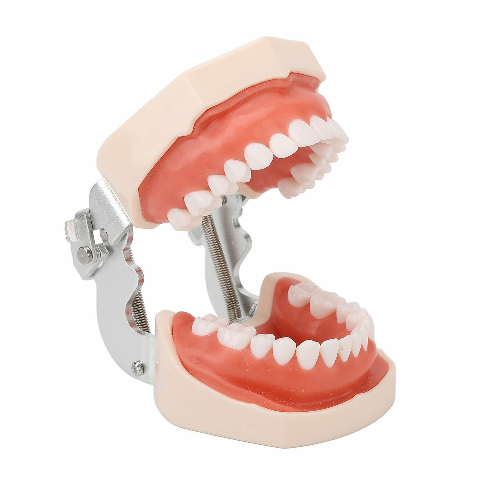 Стандартная модель зубов 28 зубов с мягкими деснами для демонстрации, подходит для детского изучения стоматологии