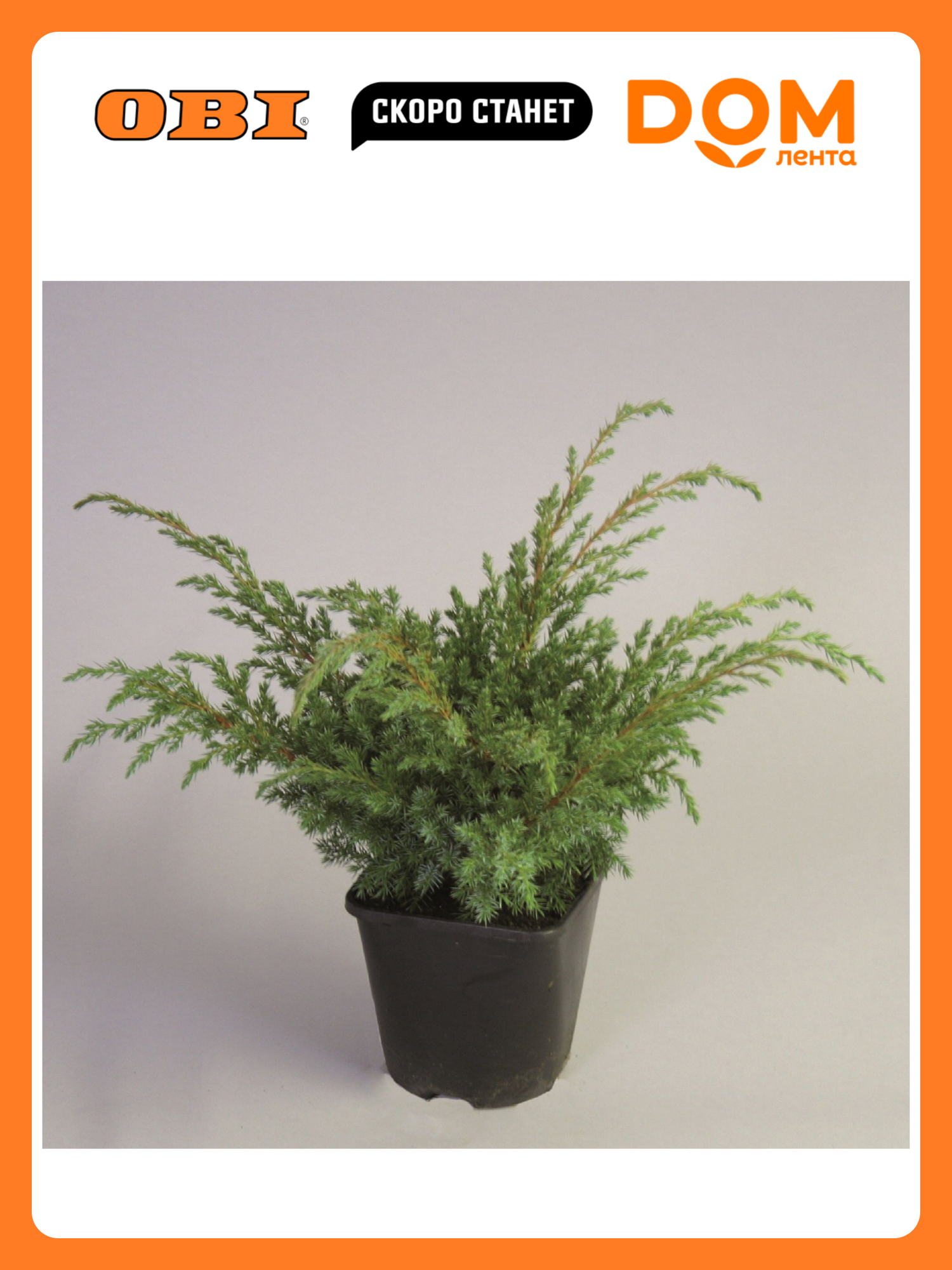 Можжевельник Хольгер 882199, многолетнее, хвойное, декоративное растение