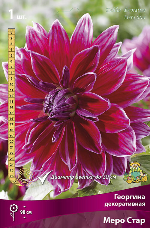 Луковицы Георгины Меро Стар 1 шт