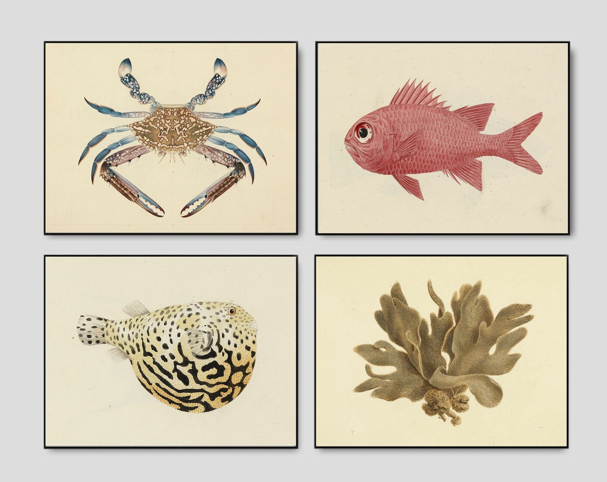 Набор постеров в ванную Рыбы, Корралы и Краб, 4 шт, размер А4, без рамки