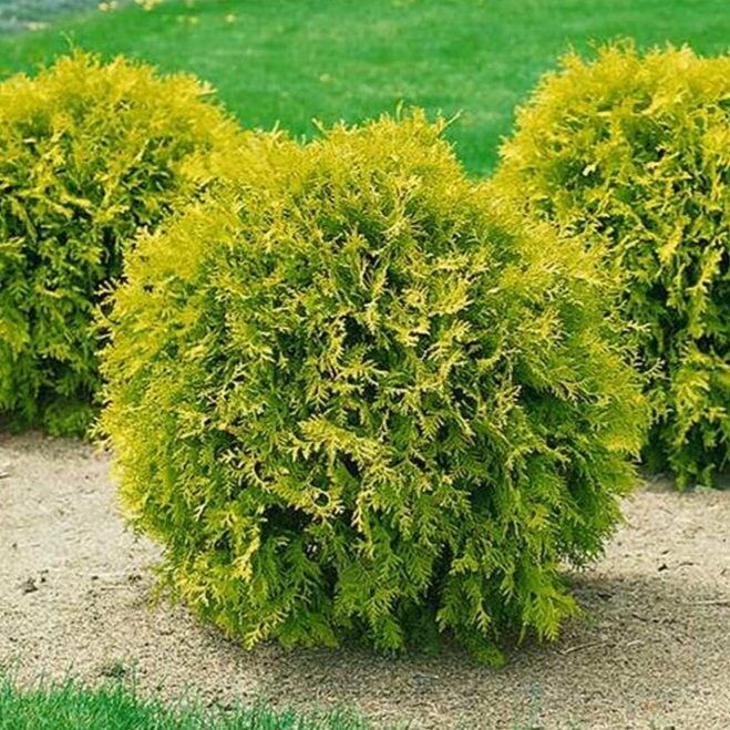 Туя западная Мириам (Mirjam) саженец 30-35 см, С5