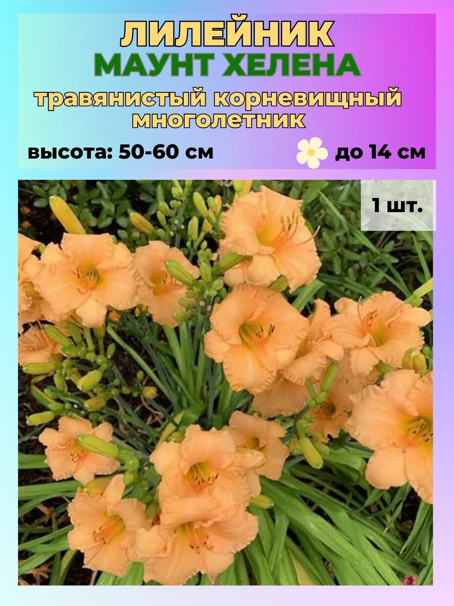 Лилейник Маунт Хелена, корневище 1 штука