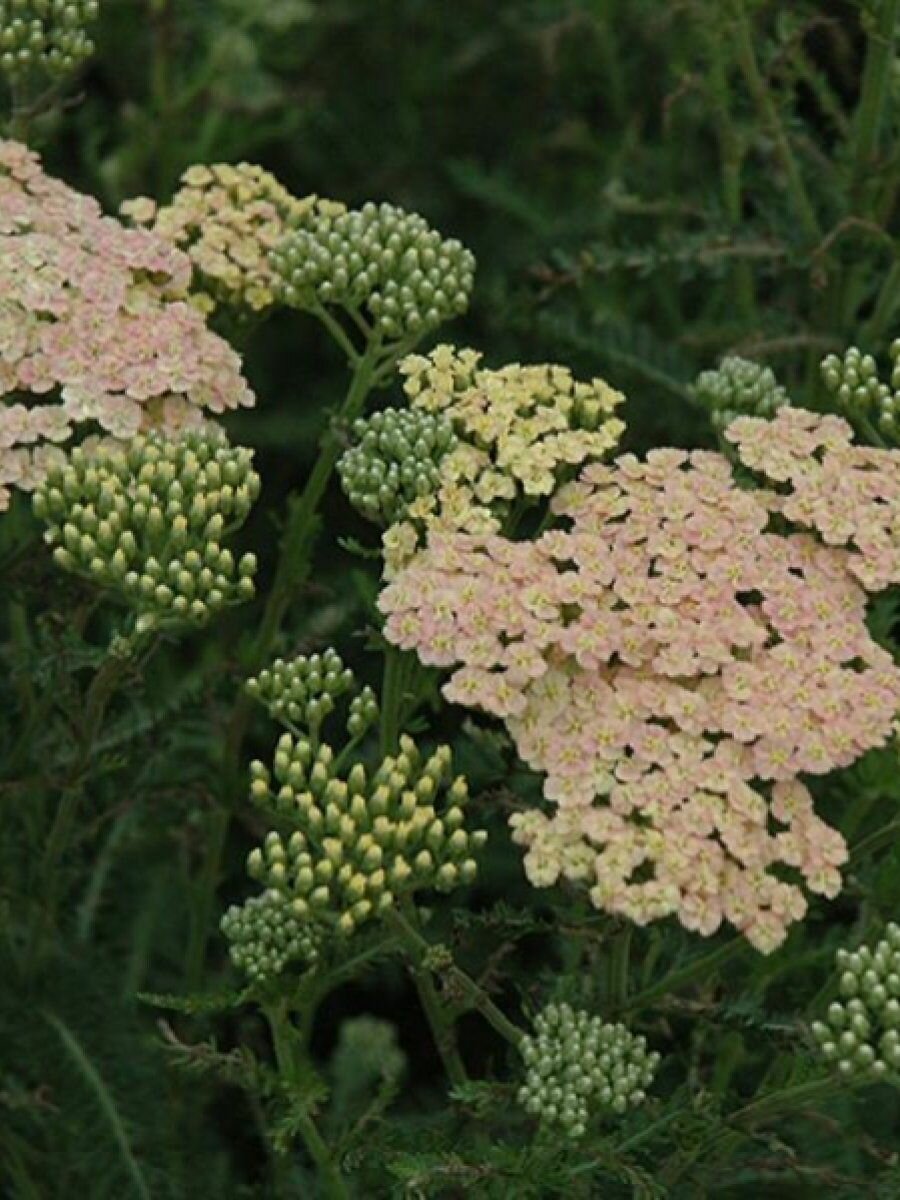 Тысячелистник Саммер Пастелс