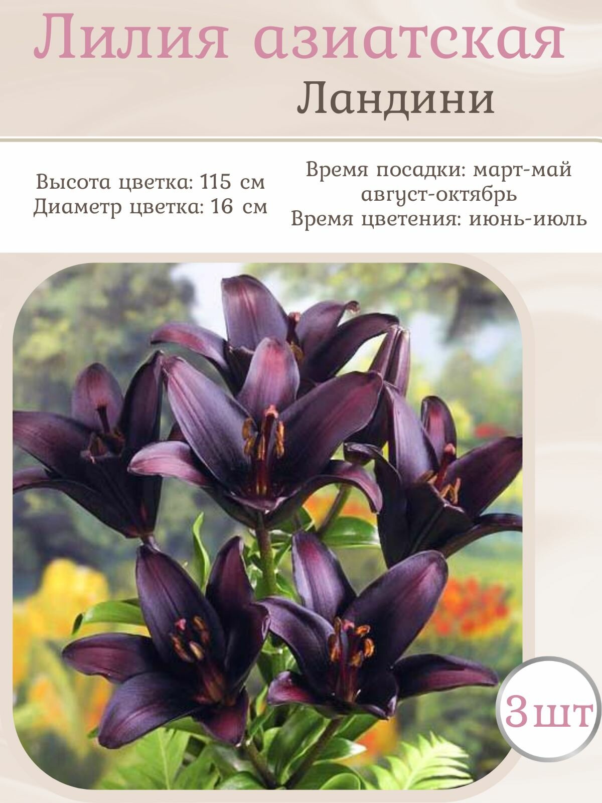 Лилия Азиатская, многолетние цветы, луковицы 3 шт