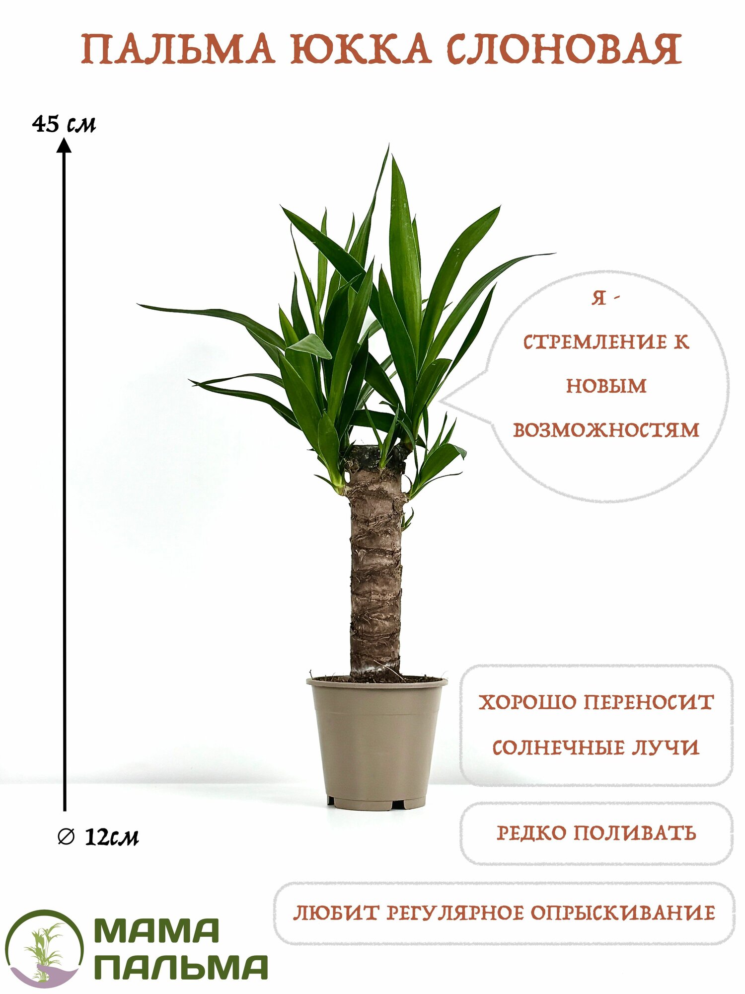 Живое растение Пальма Юкка в горшке D12 высота 45 см